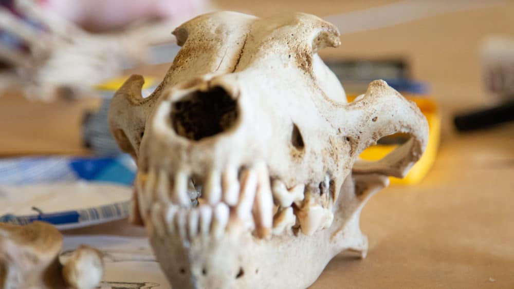 The Articulation of Wolf 302M - Yellowstone Forever