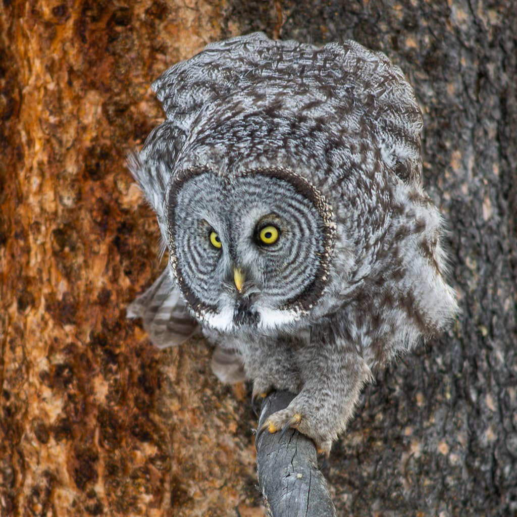 2025 Yellowstone Calendar Images Available
