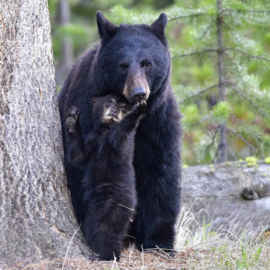 2025 Yellowstone Calendar Images Available