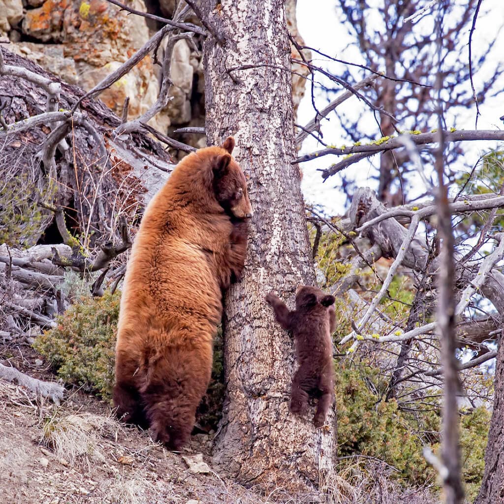 2025 Yellowstone Calendar Images Available