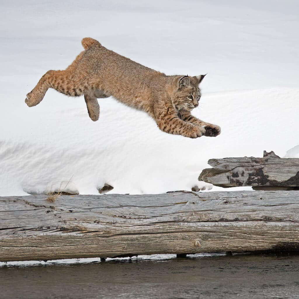 2025 Yellowstone Calendar Images Available
