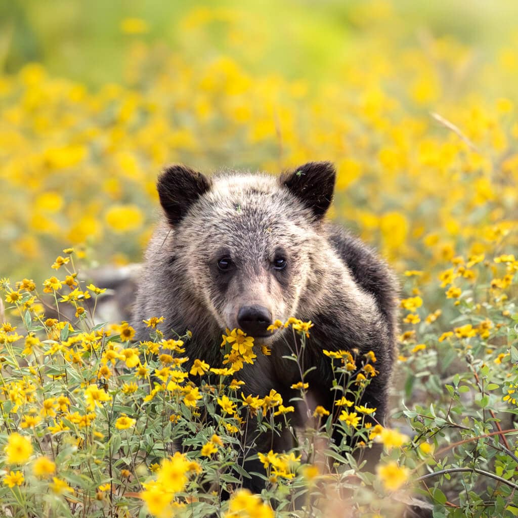 2025 Yellowstone Calendar Images Available