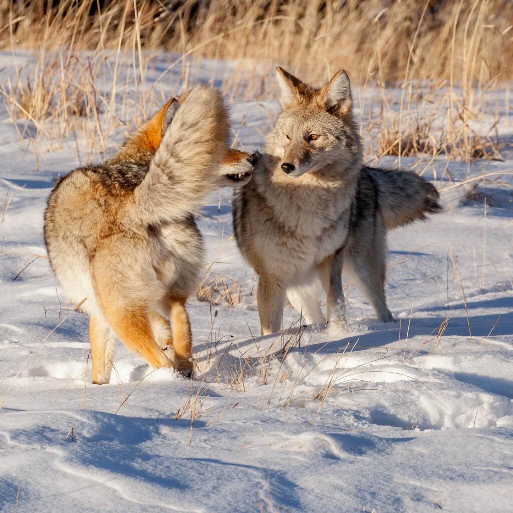 2025 Yellowstone Calendar Images Available