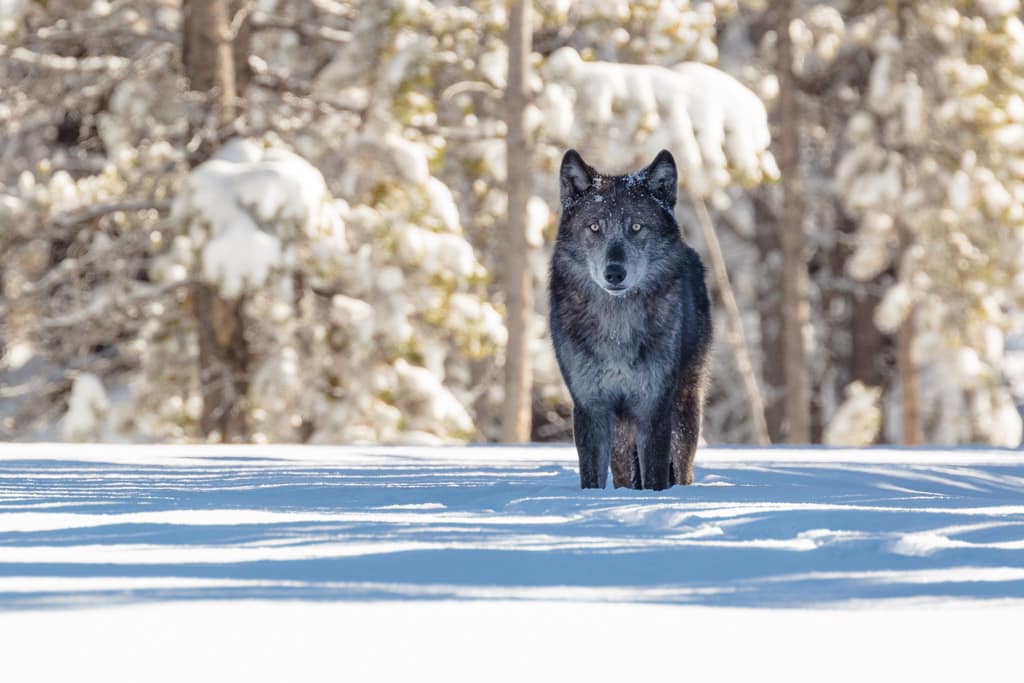 Yellowstone Forever
