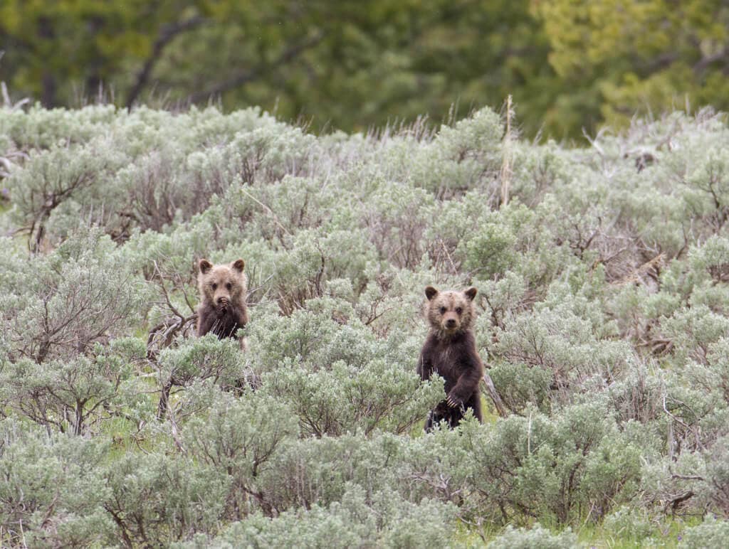 Yellowstone Bears - Yellowstone Forever
