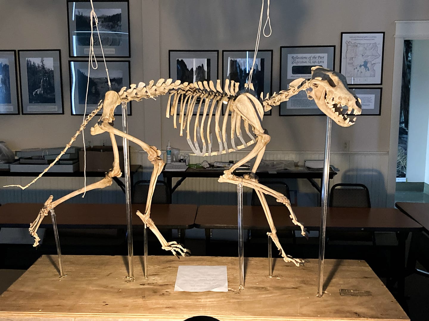 The Articulation of Wolf 302M - Yellowstone Forever