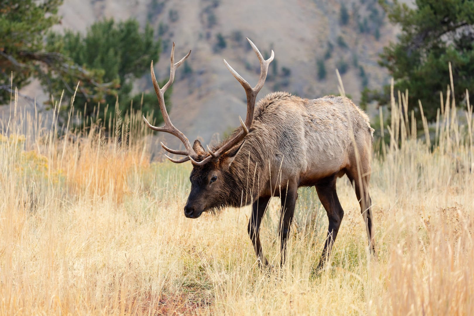 Fall Wolf & Elk Discovery | Lodging & Learning | Yellowstone