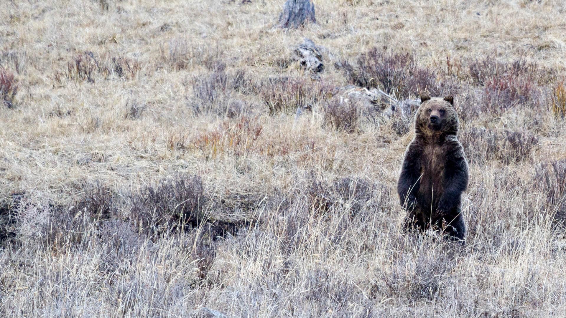 Yellowstone Bears - Yellowstone Forever