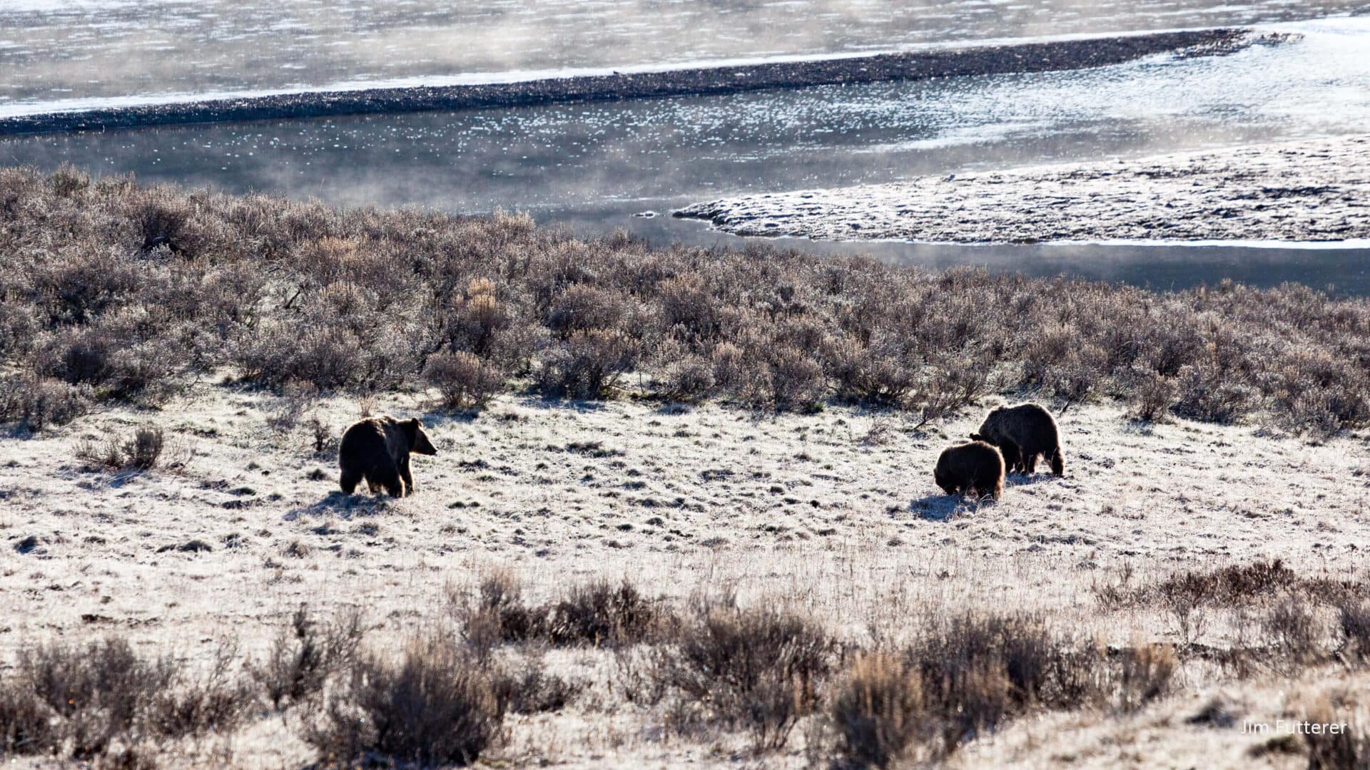Yellowstone Bears - Yellowstone Forever