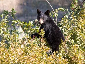 Black Bear Project: Completing the Predator Puzzle