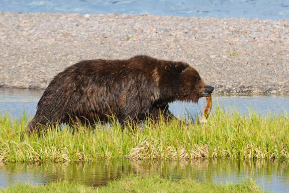 Native Fish Conservation Program in Yellowstone - Yellowstone Forever