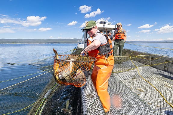 Native Fish Conservation Program in Yellowstone - Yellowstone Forever