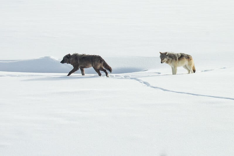 Tracking Yellowstone's Winter Wildlife | Yellowstone Forever