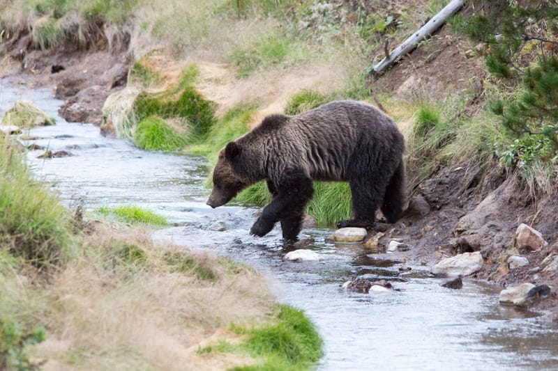 Yellowstone Bears - Yellowstone Forever
