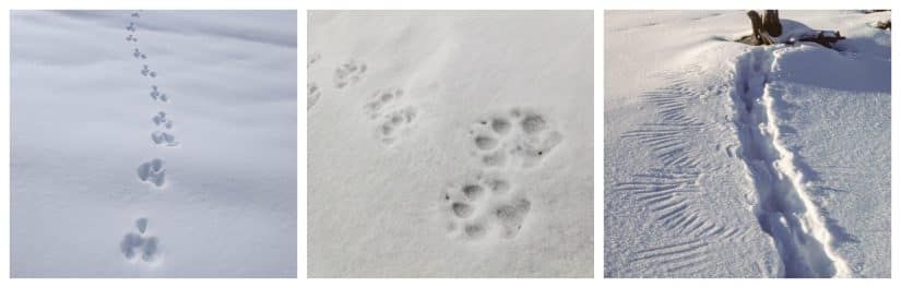 Making Tracks - Yellowstone Forever