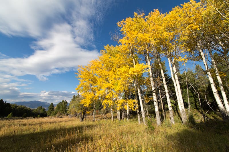 Plan Your Fall Trip to Yellowstone - Yellowstone Forever