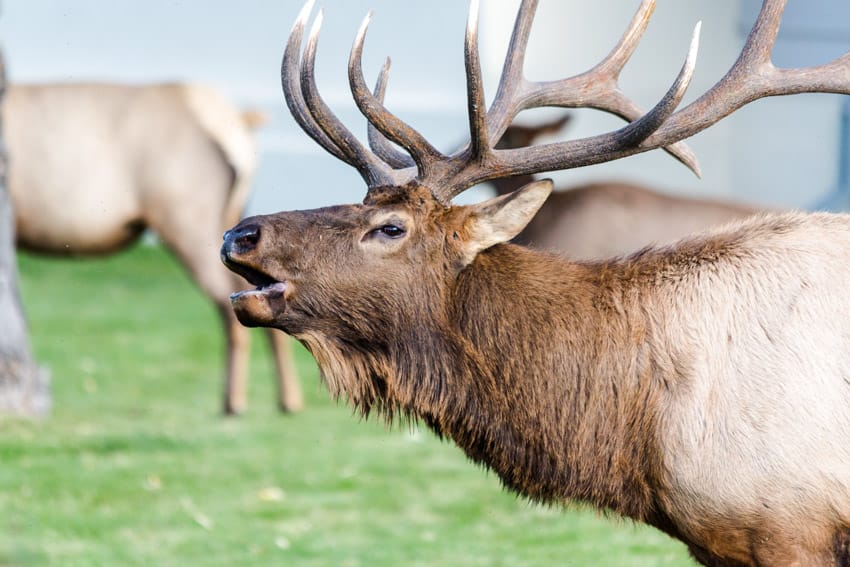 Bull elk bugle store