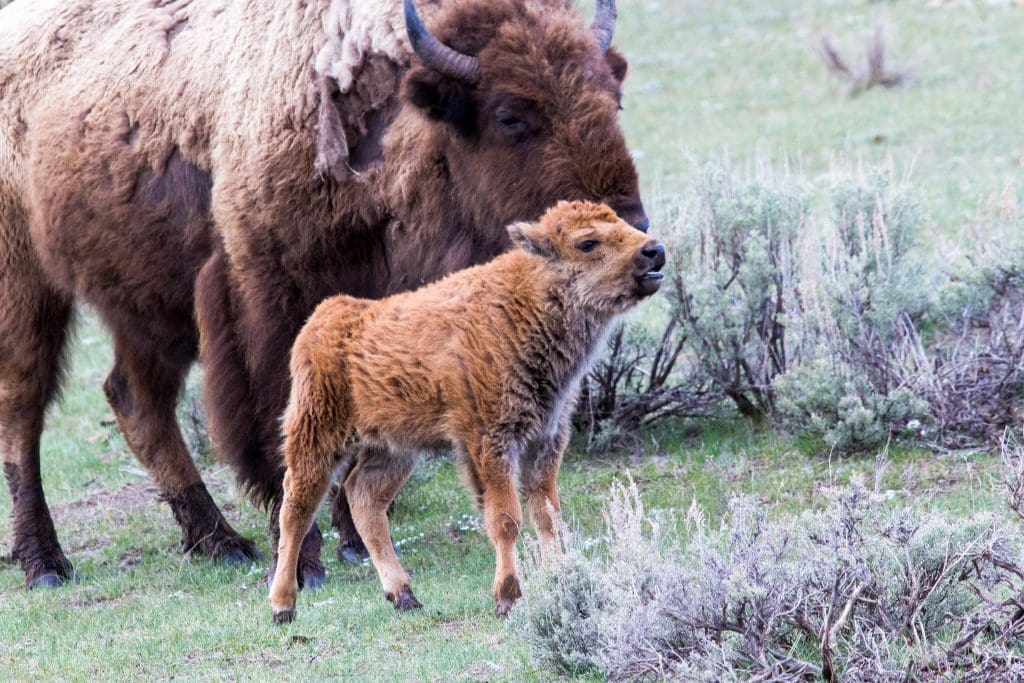 Plan Your Spring Trip to Yellowstone - Yellowstone Forever