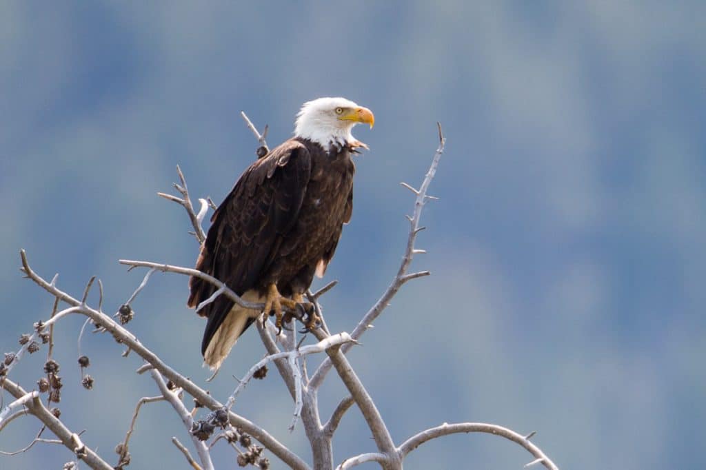 Spring Wildlife Watching in the Northern Range - Yellowstone Forever