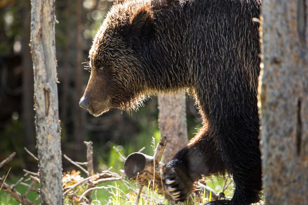 Bear Spray: What You Need to Know - Yellowstone Forever