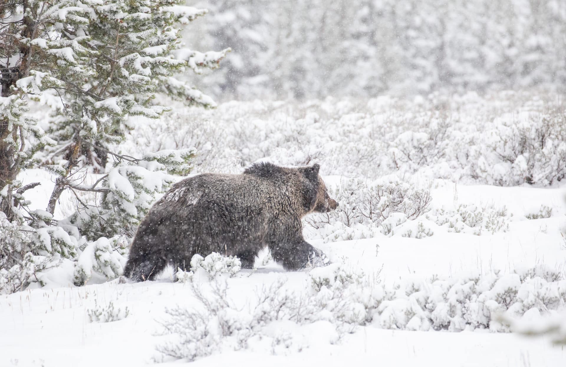 5 Fun Facts About Bear Hibernation