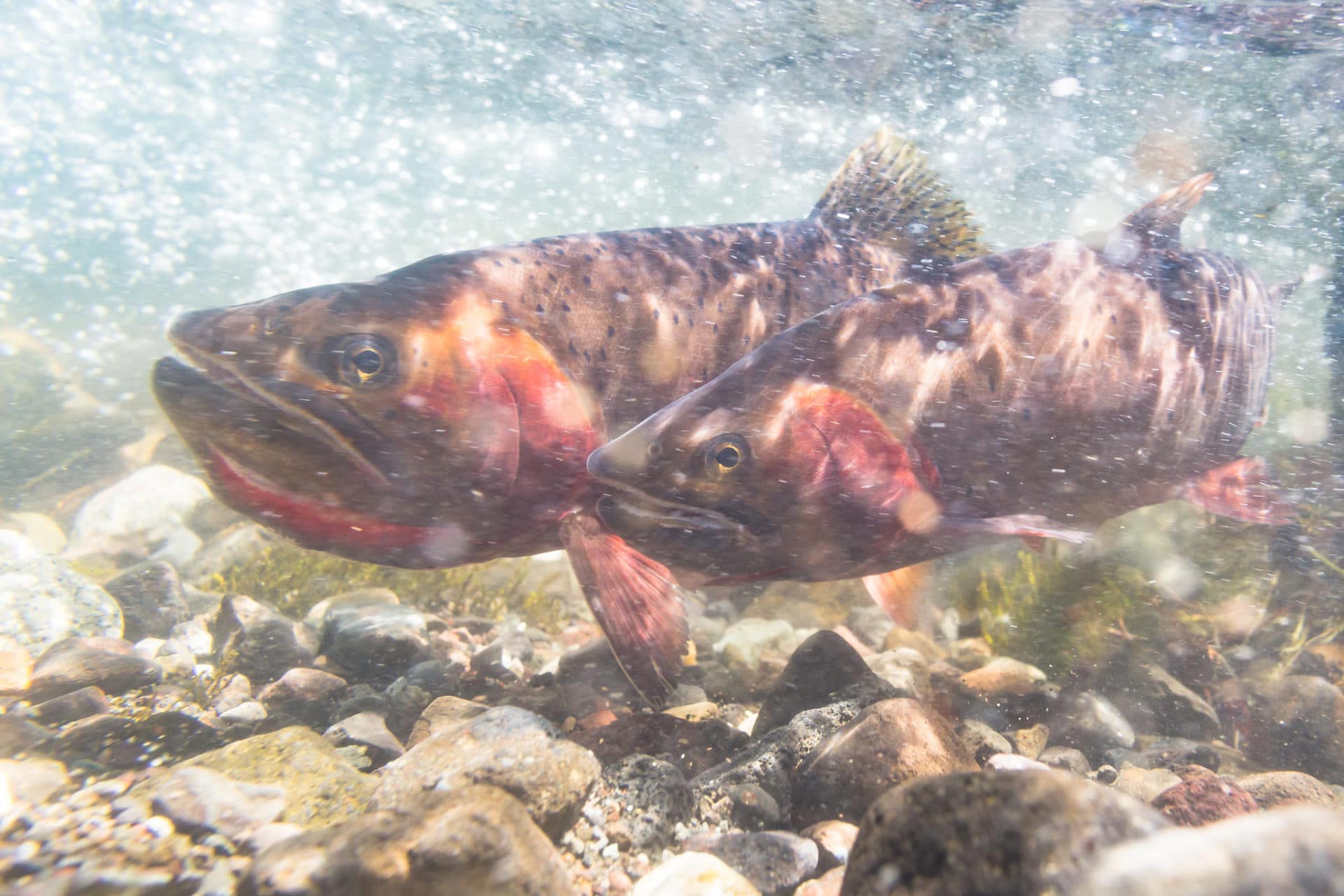 Protect Yellowstone’s Ecosystem & Wildlife - Yellowstone Forever