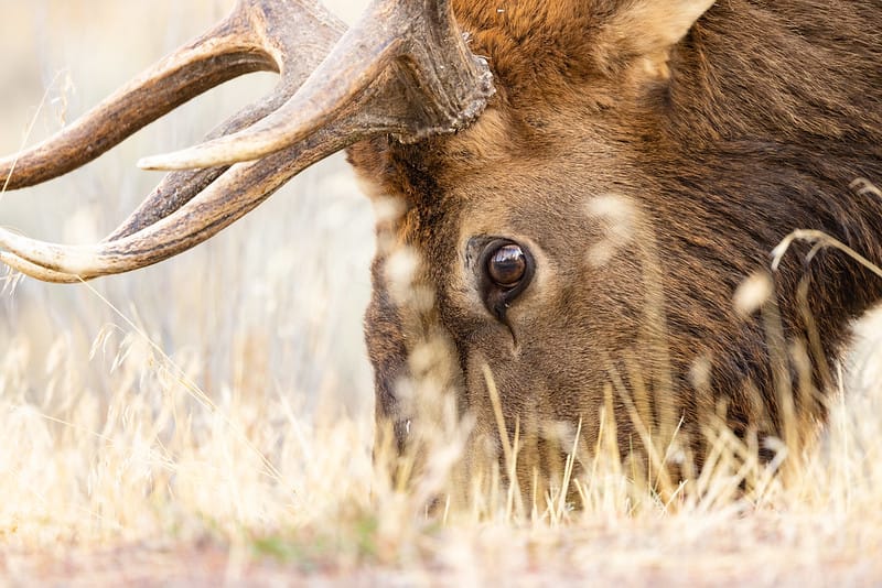 Fall Wolf & Elk Discovery | Lodging & Learning | Yellowstone