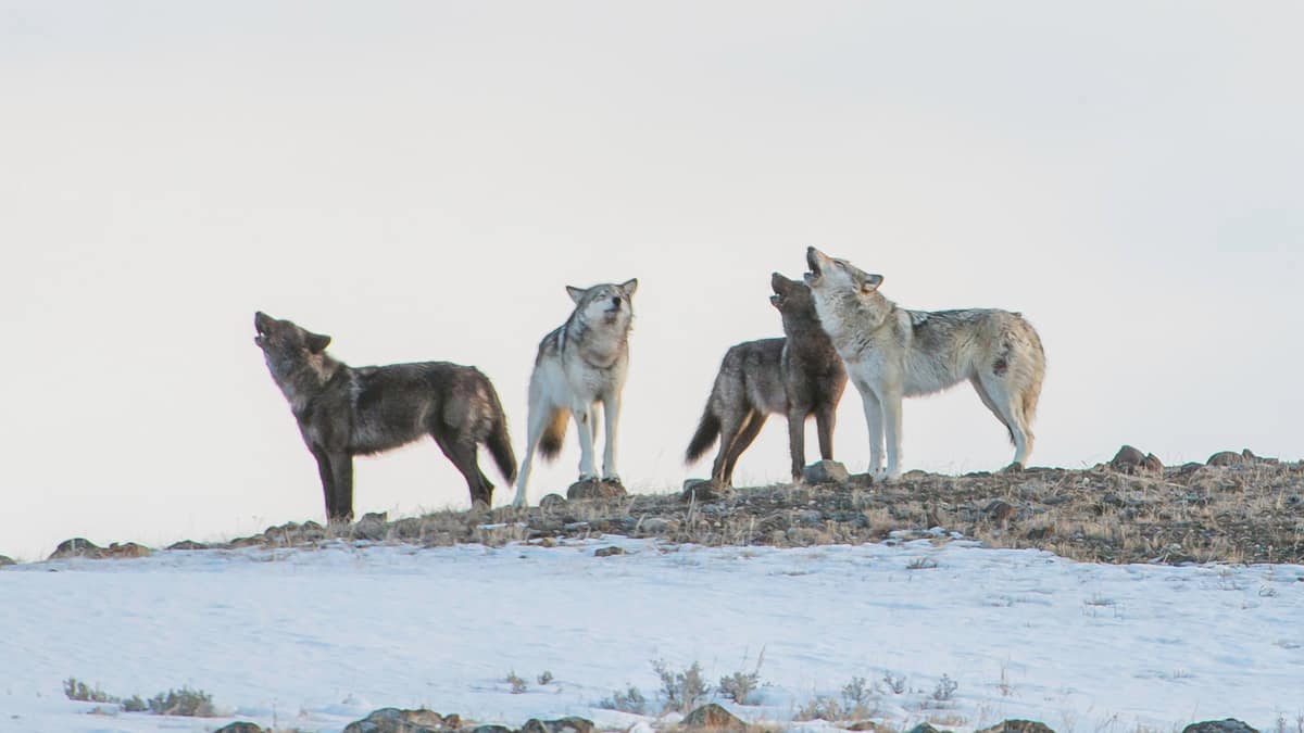 Winter Wolf Programs and Tours in Yellowstone