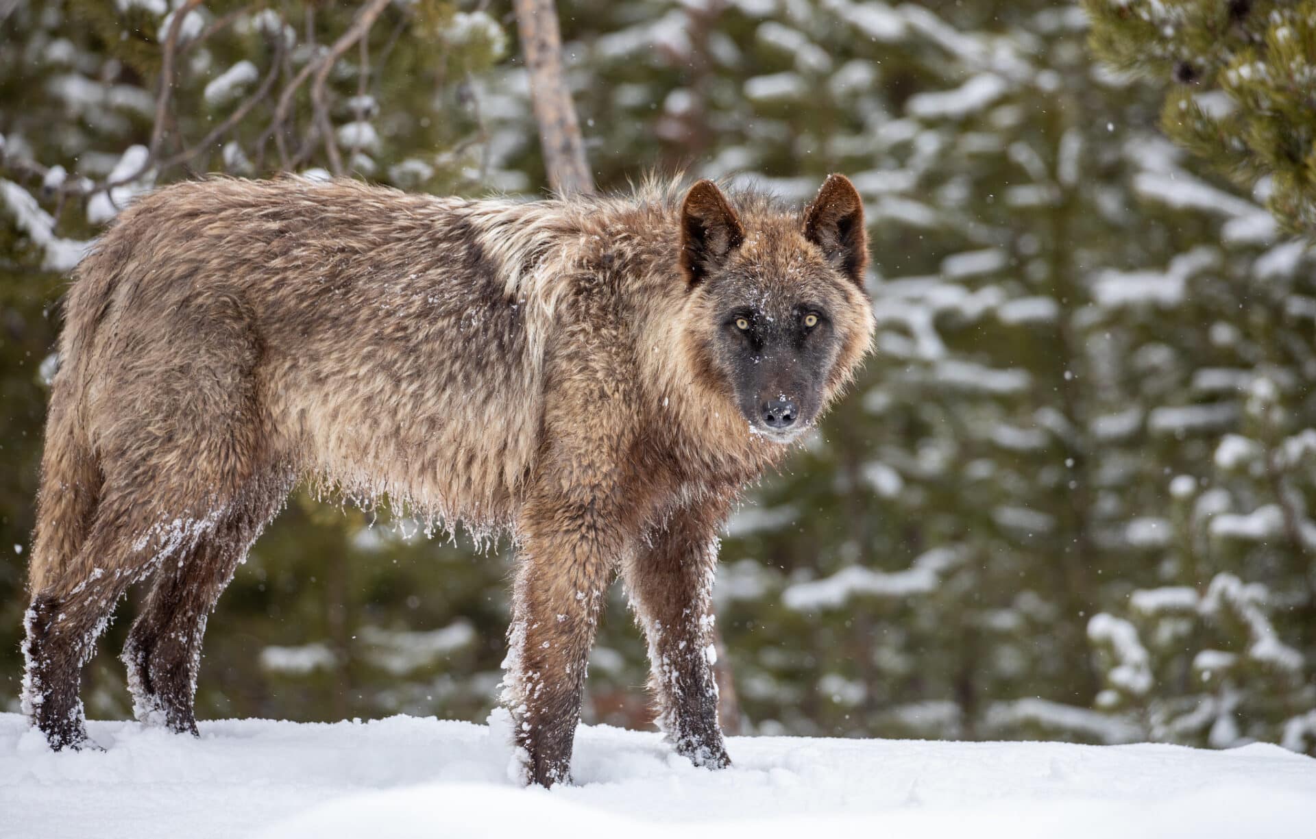 Winter Wolf Discovery Package | Lodging & Learning | Yellowstone