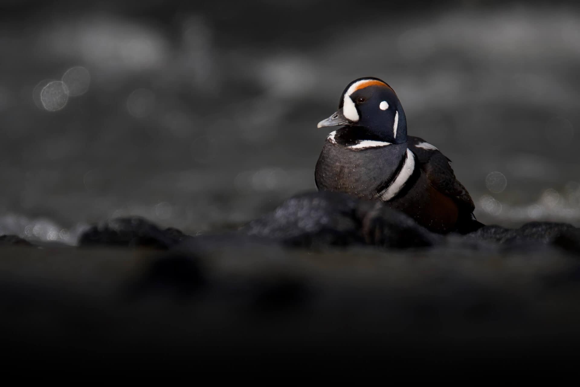 Birds of Yellowstone: Photography in the Wild - Yellowstone Forever
