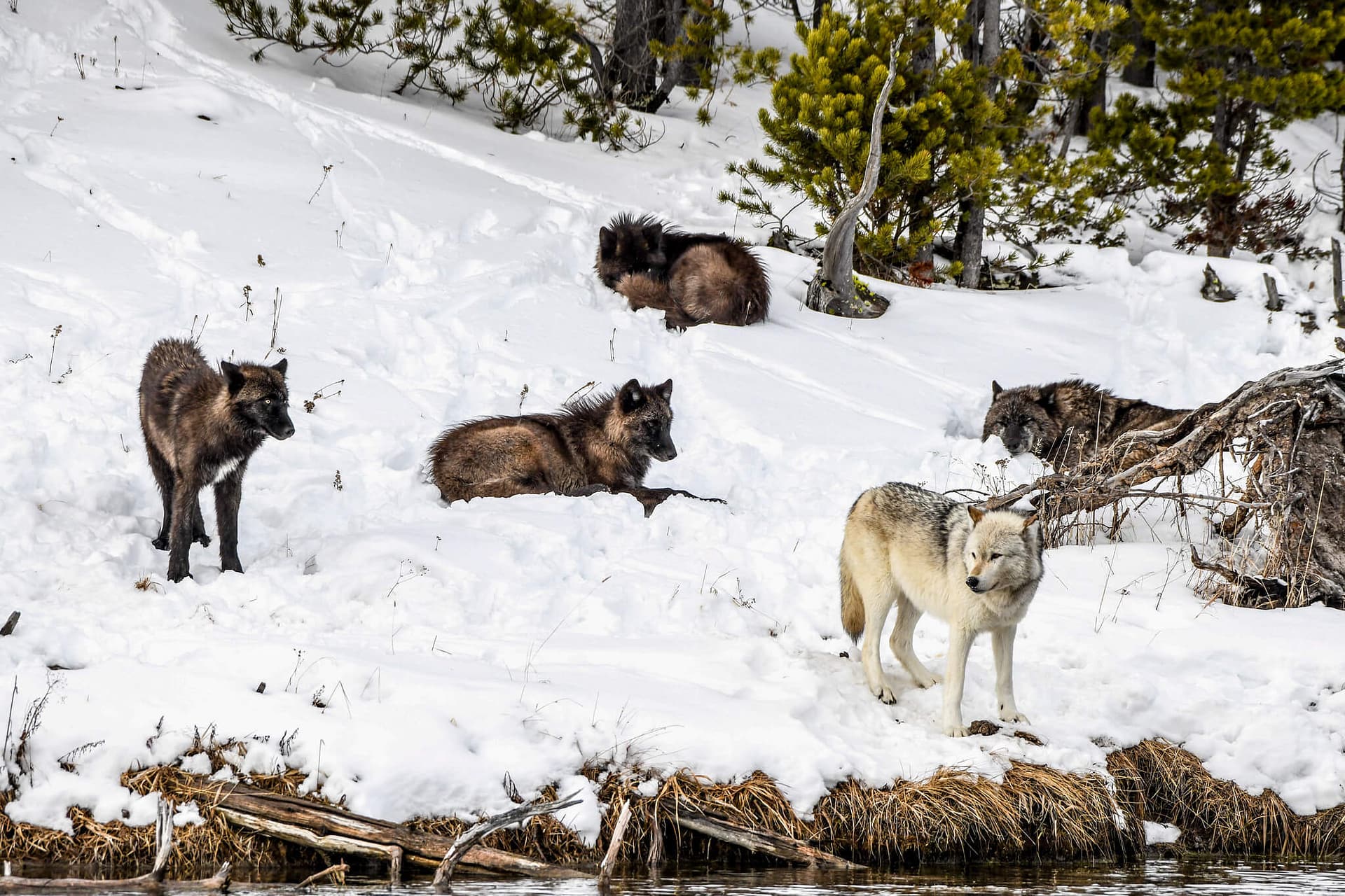 Call of the Wild: Decoding the Language of Wolves | Yellowstone